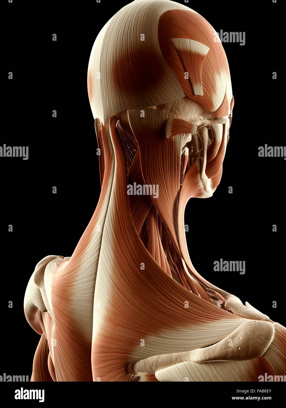 Human muscular system of the head and neck, computer illustration Stock ...