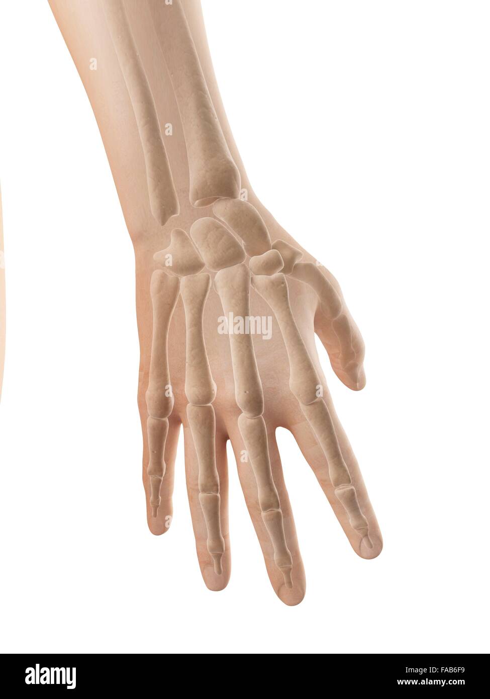What Are The Finger Bones