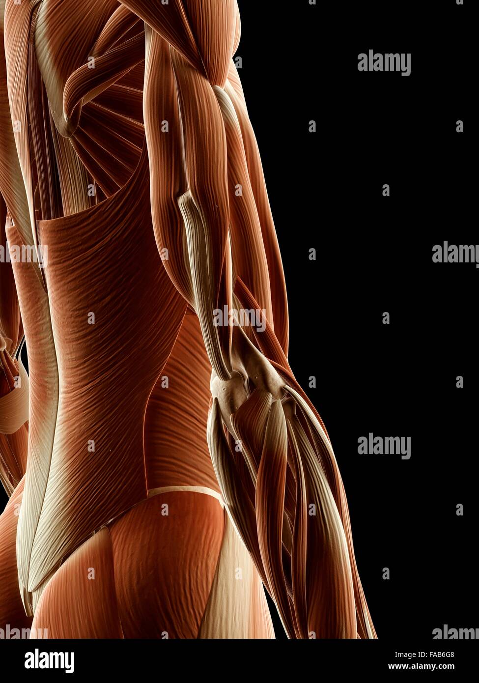 Human arm muscles, computer illustration Stock Photo - Alamy