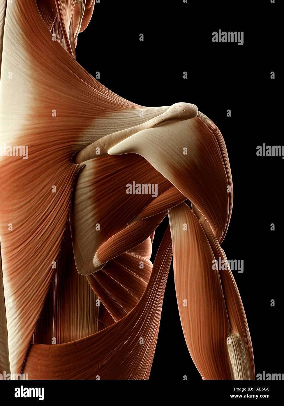 Human shoulder muscles, computer illustration Stock Photo - Alamy