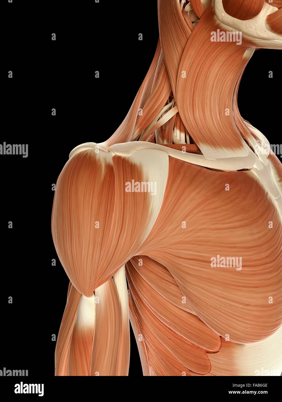 Human shoulder muscles, computer illustration Stock Photo - Alamy