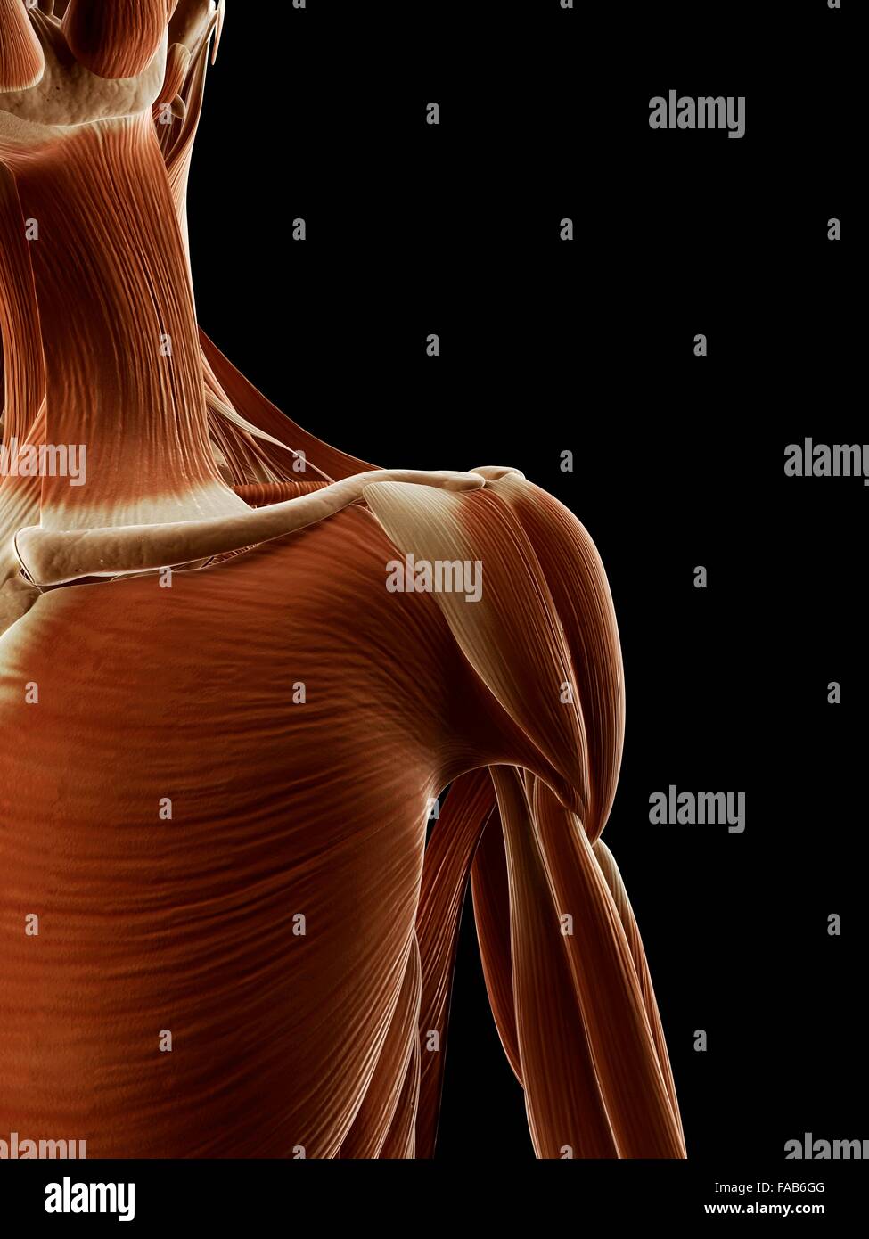 Human shoulder muscles, computer illustration Stock Photo - Alamy