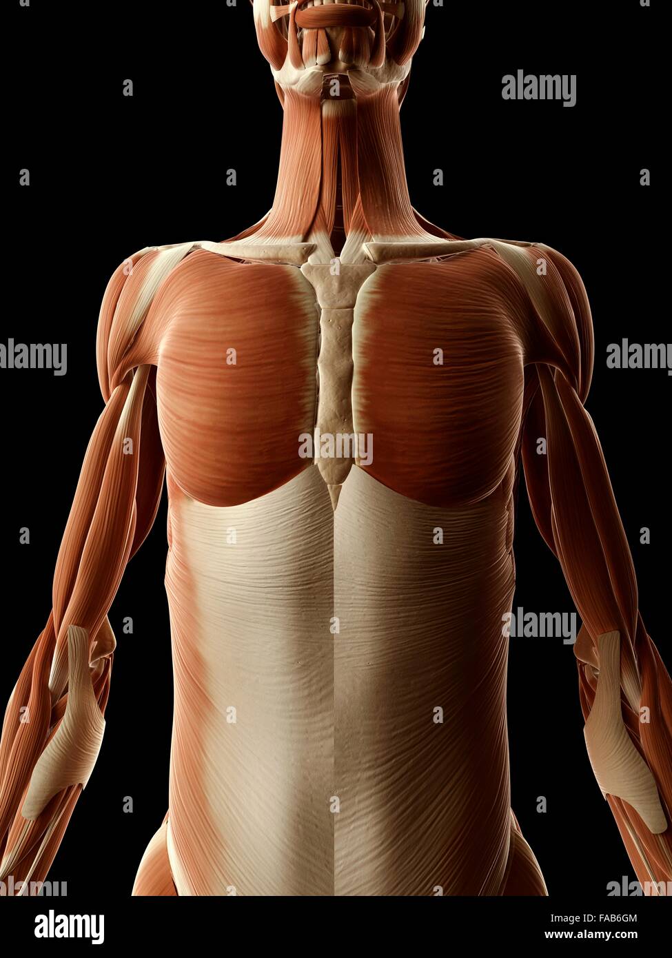 Human muscular system, computer illustration Stock Photo - Alamy