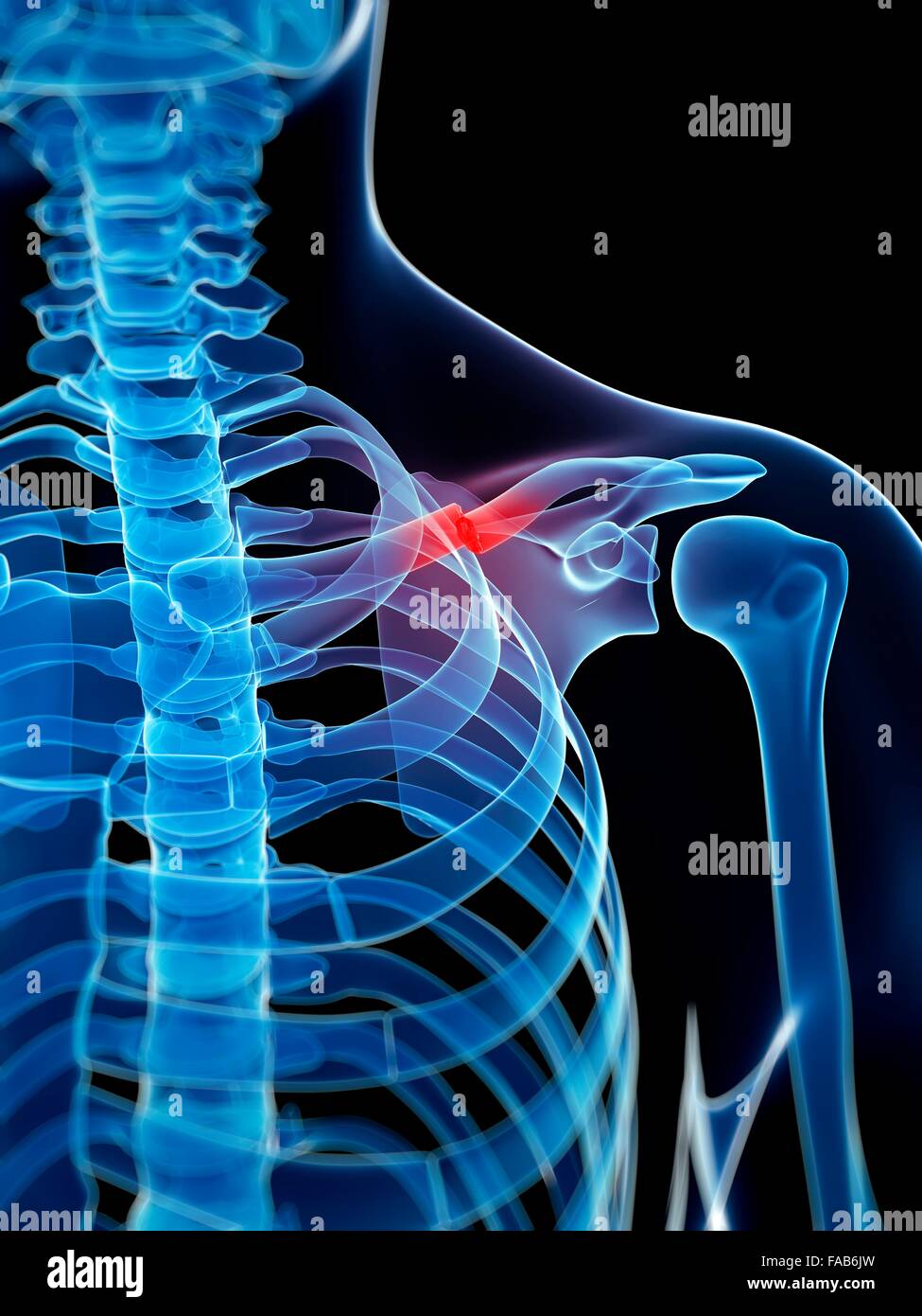 Human Collar Bone High Resolution Stock Photography and Images - Alamy