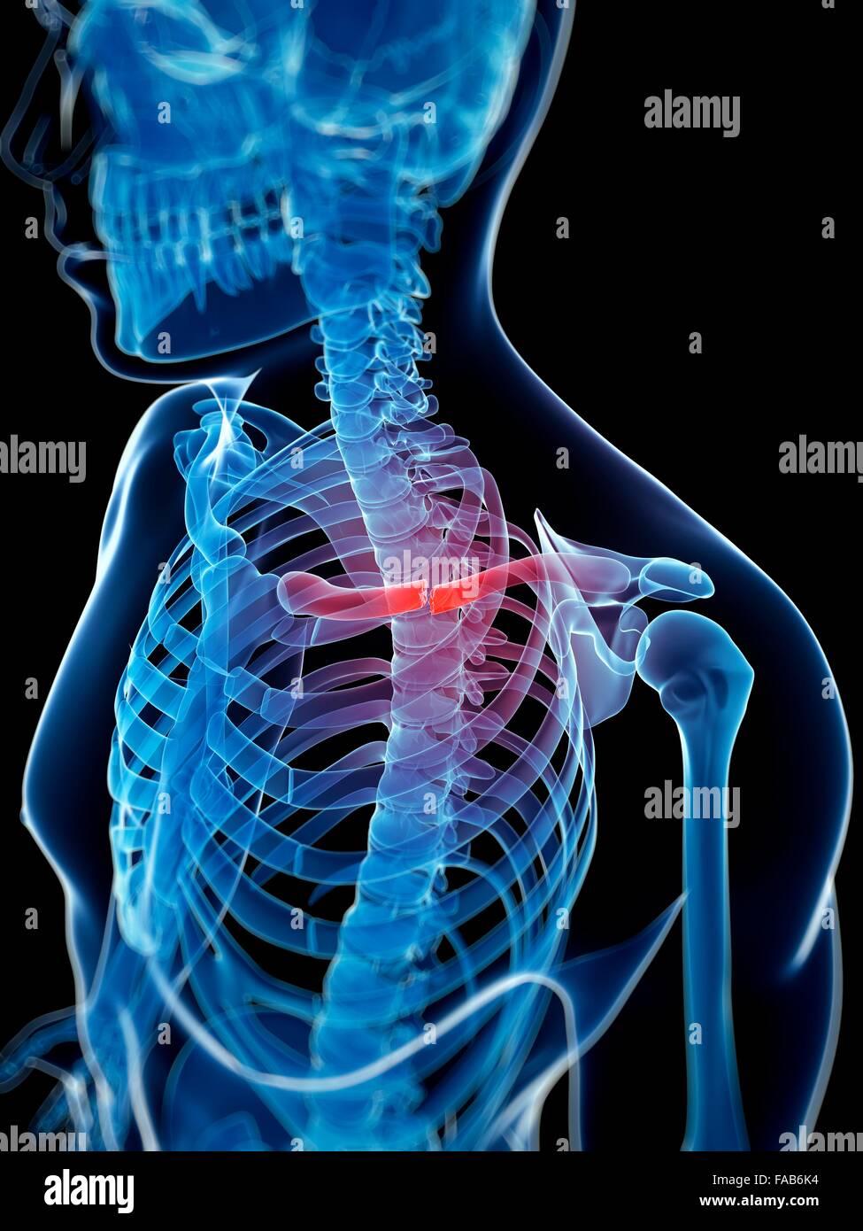 Collar bone hi-res stock photography and images - Alamy