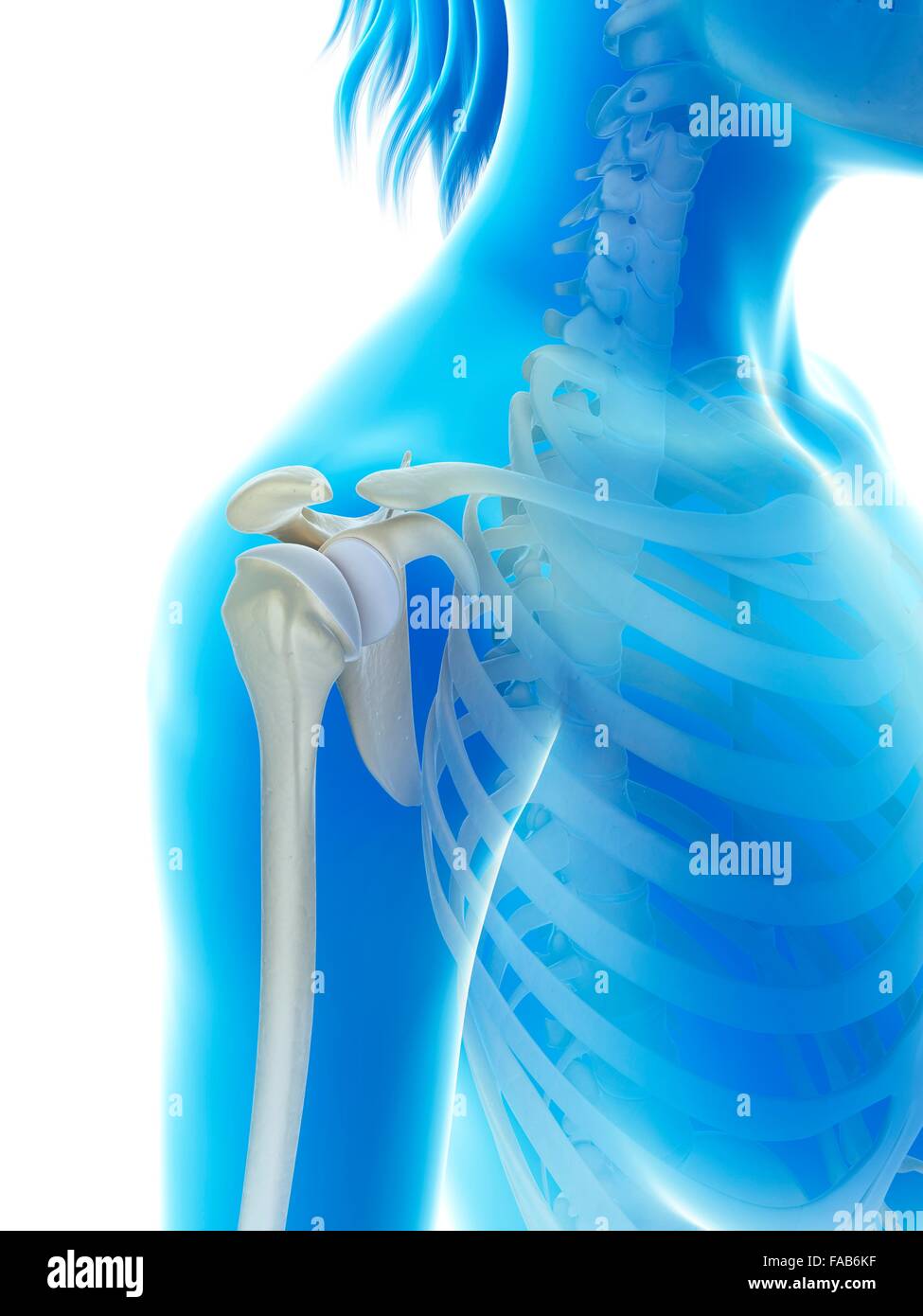 Shoulder joint, computer illustration Stock Photo - Alamy