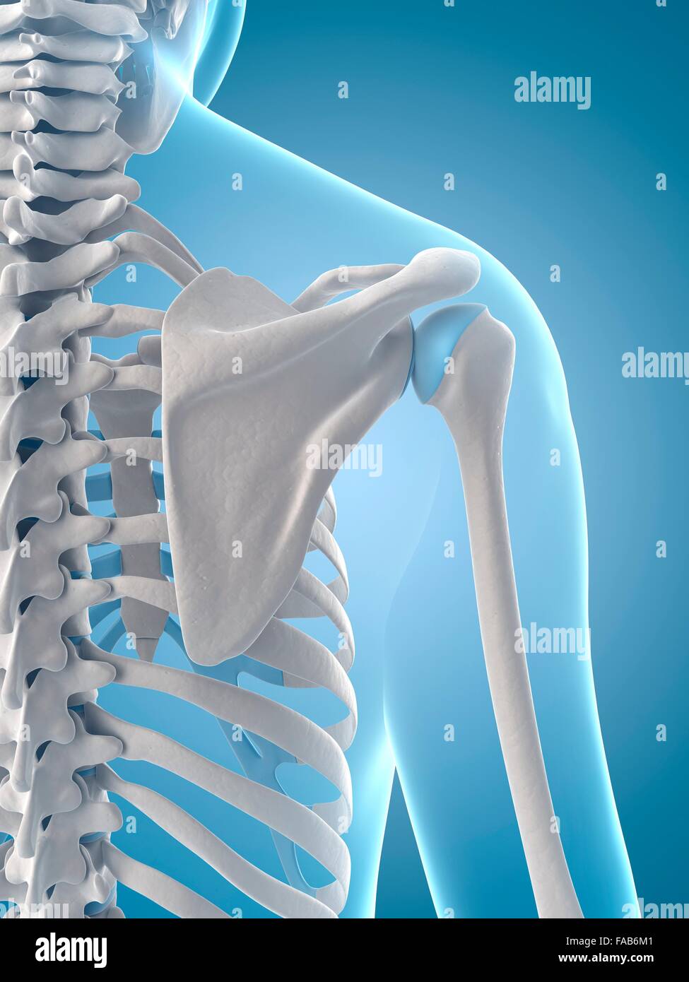 Human shoulder bones, computer illustration Stock Photo - Alamy