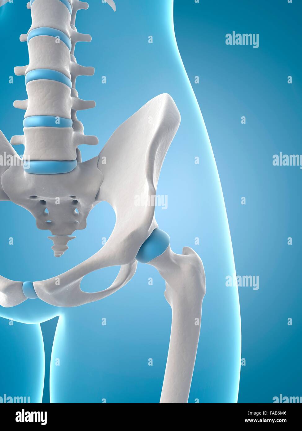 Human hip joint, computer illustration Stock Photo - Alamy
