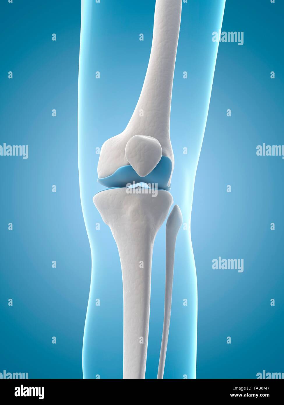 Human knee joint, computer illustration Stock Photo - Alamy