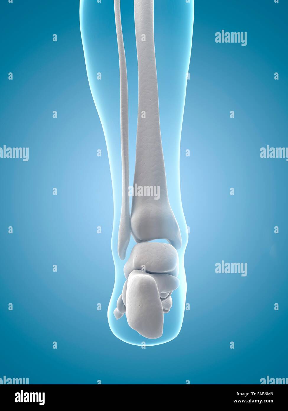 Human Heel Anatomy High Resolution Stock Photography and Images - Alamy