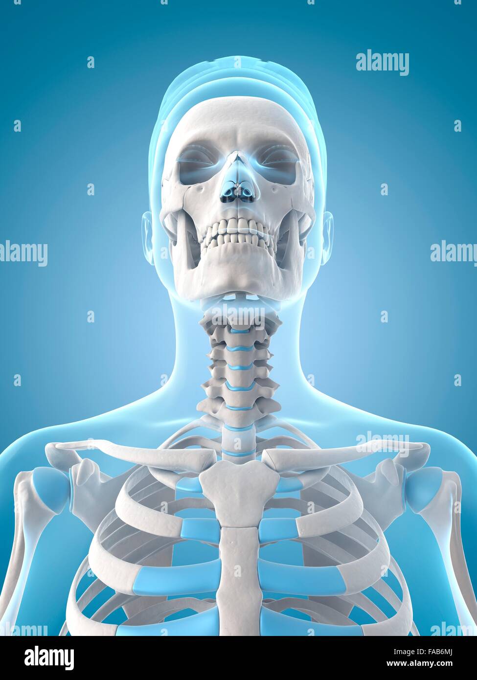 Human skull and neck, computer illustration Stock Photo - Alamy