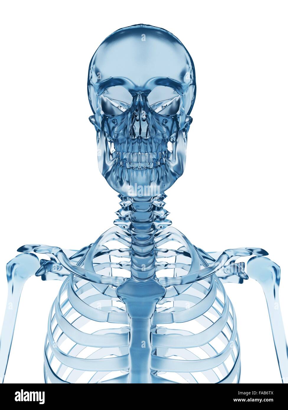 Human skull, computer illustration Stock Photo - Alamy