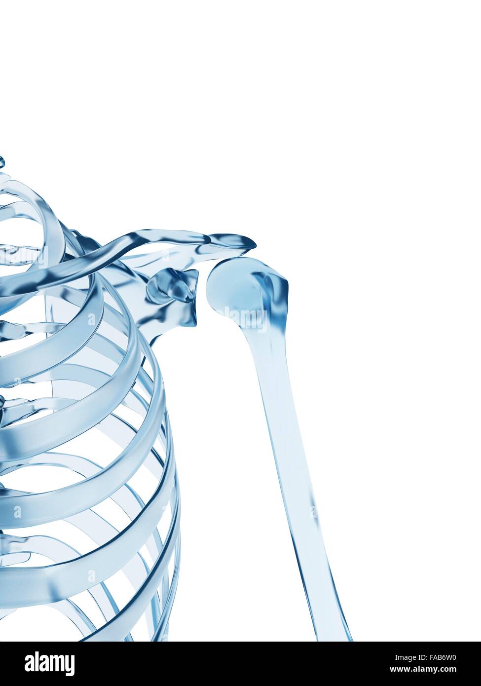 Shoulder joint, computer illustration Stock Photo - Alamy
