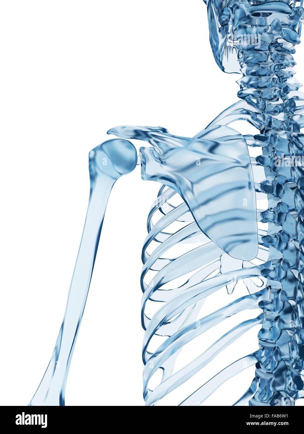 Shoulder joint, computer illustration Stock Photo - Alamy