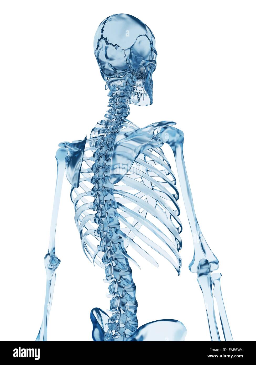 Skeletal structure, computer illustration Stock Photo - Alamy