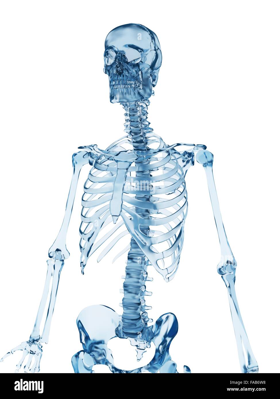 Skeletal structure, computer illustration Stock Photo - Alamy
