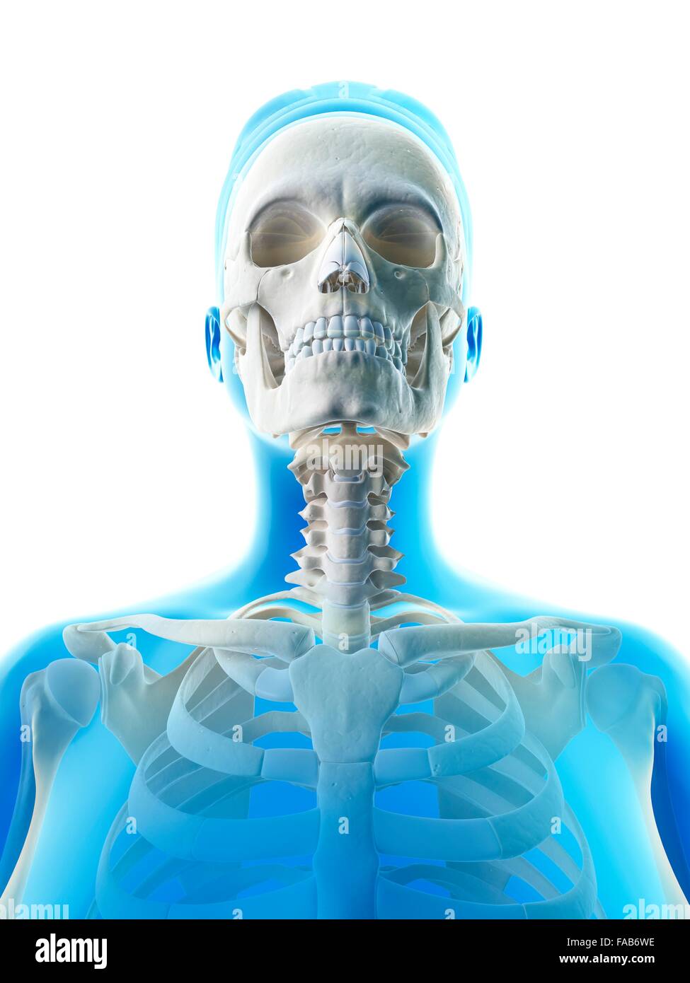 Human skull, computer illustration Stock Photo - Alamy