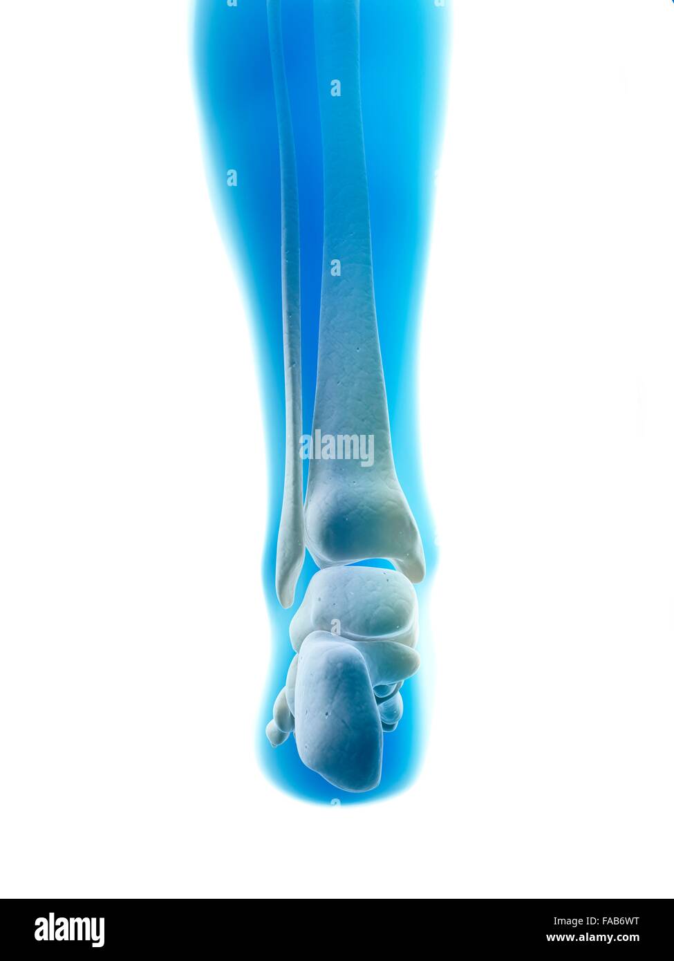 Heel bones, computer illustration Stock Photo - Alamy