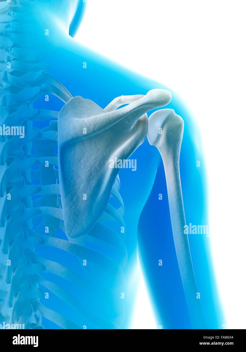 Shoulder joint, computer illustration Stock Photo - Alamy