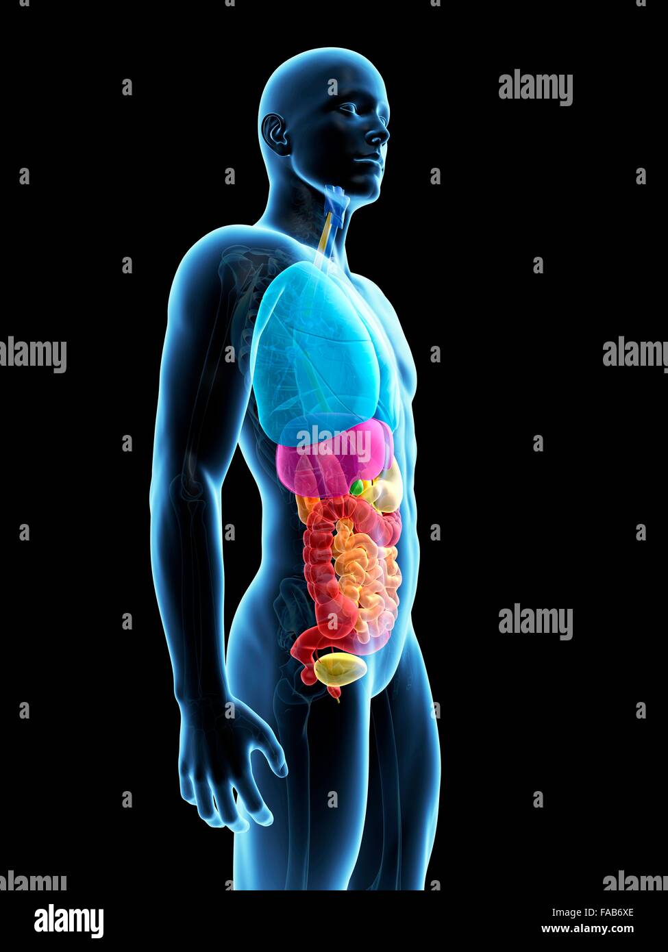 Human internal organs, computer illustration Stock Photo - Alamy