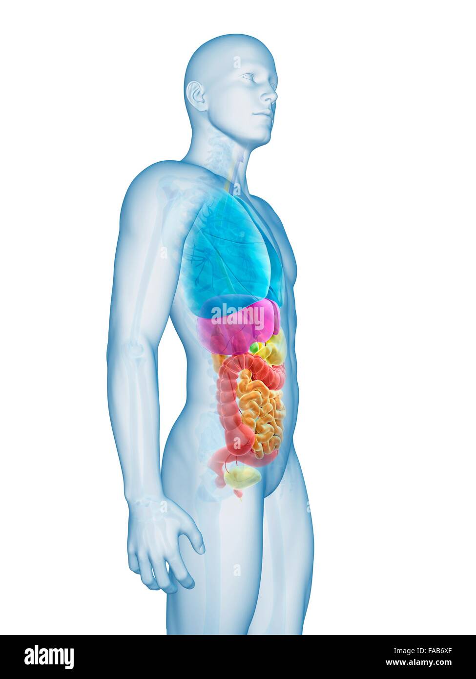Human internal organs, computer illustration Stock Photo - Alamy