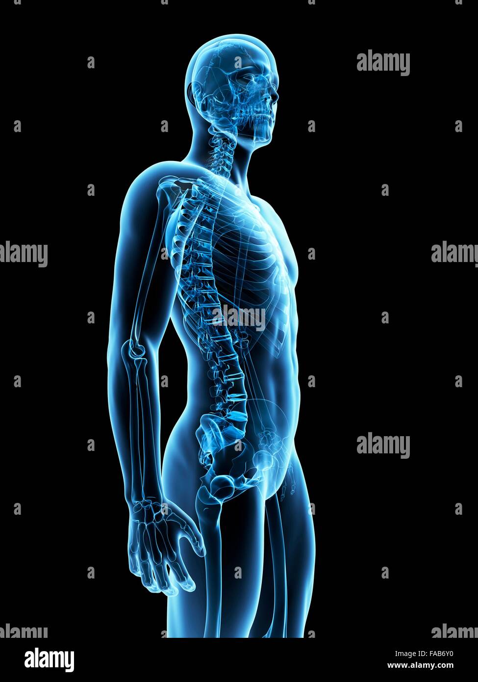 Human skeletal system, computer illustration Stock Photo - Alamy