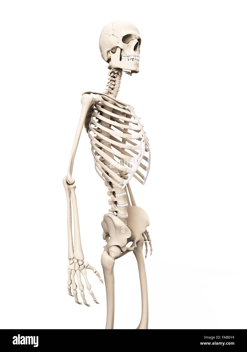 Human skeleton, computer illustration Stock Photo - Alamy