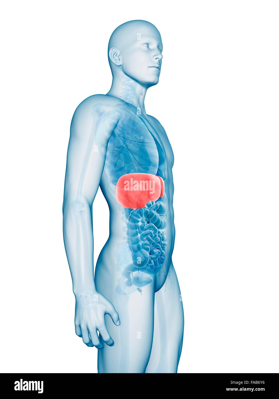 Human liver 3d anatomical hi-res stock photography and images - Alamy