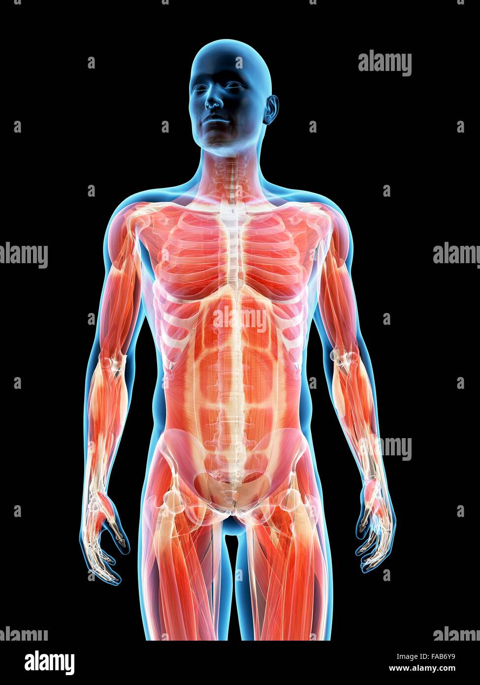 Human muscular system, computer illustration Stock Photo - Alamy