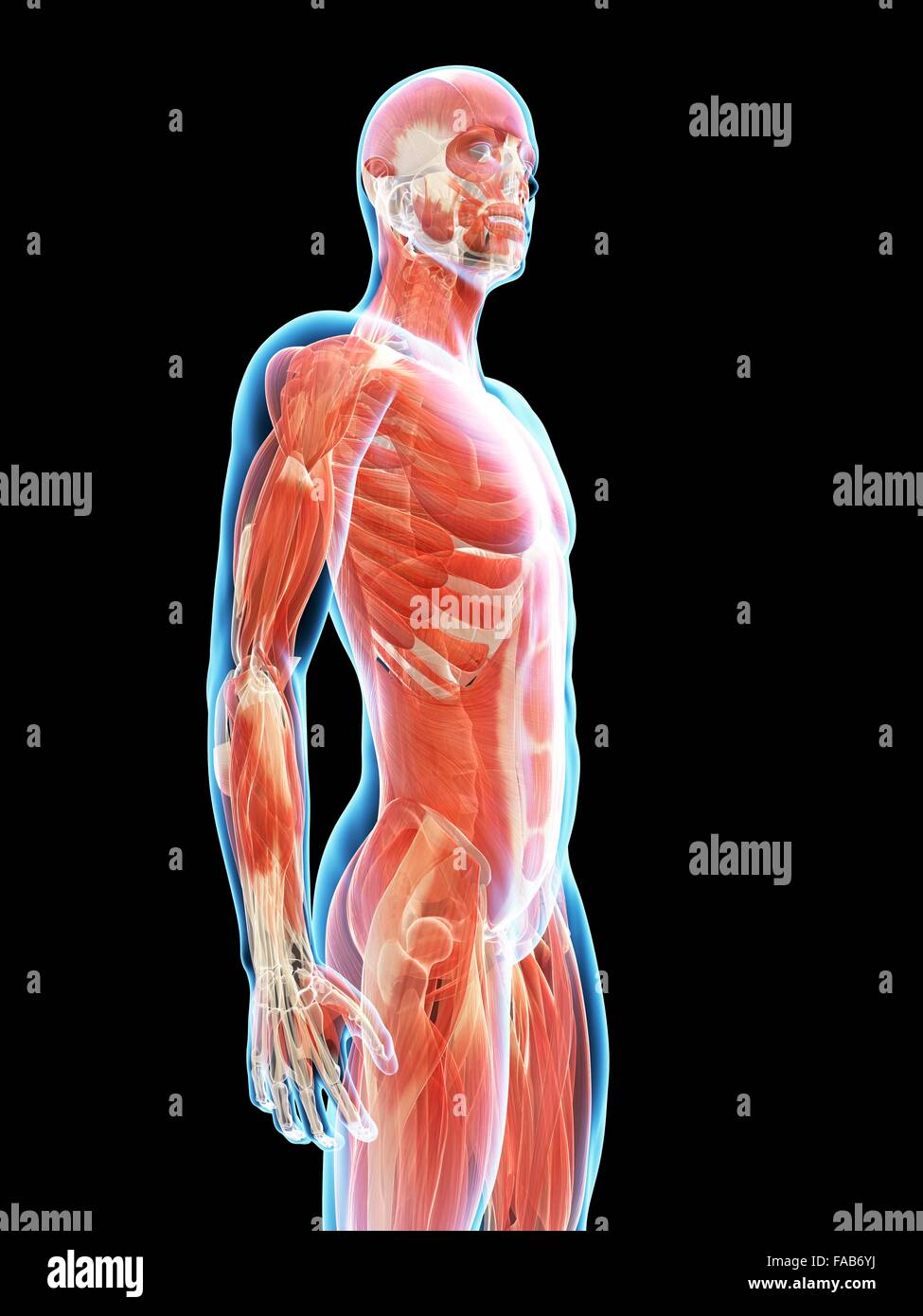 Human muscular system, computer illustration Stock Photo - Alamy