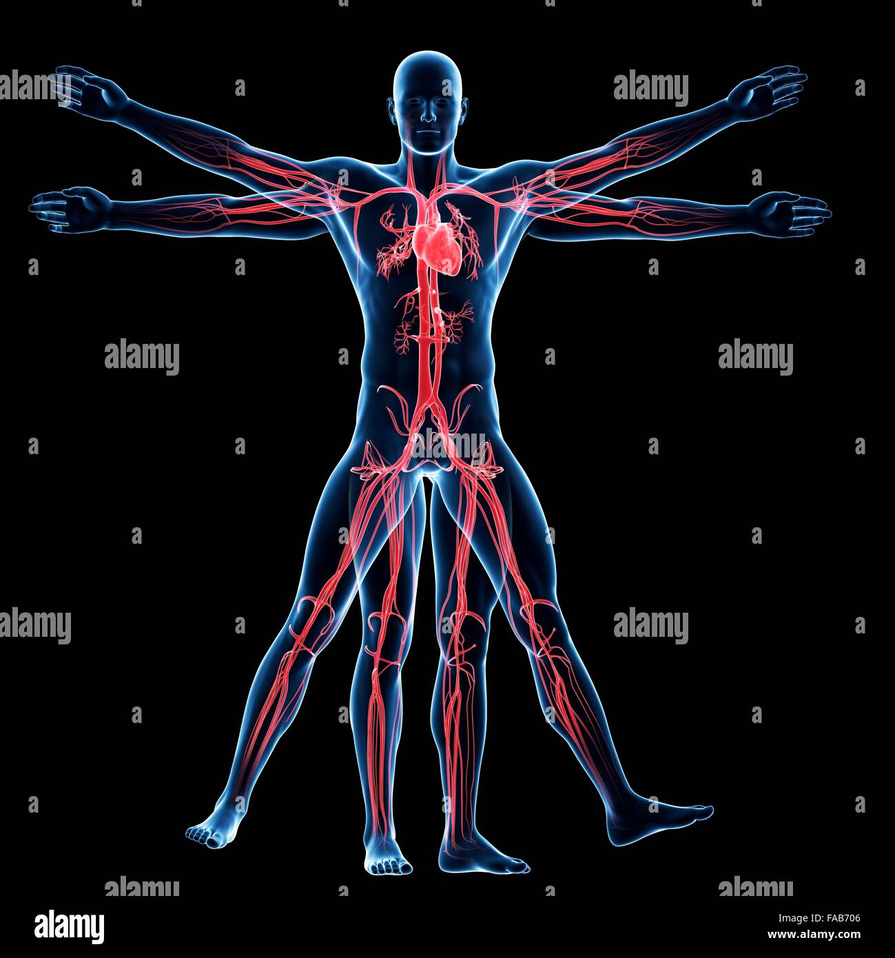 Human vascular vitruvian man computer hi-res stock photography and ...