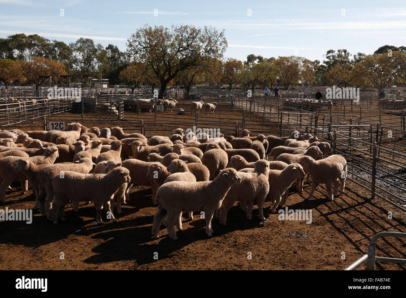 Livestock saleyards australia hi-res stock photography and images - Alamy