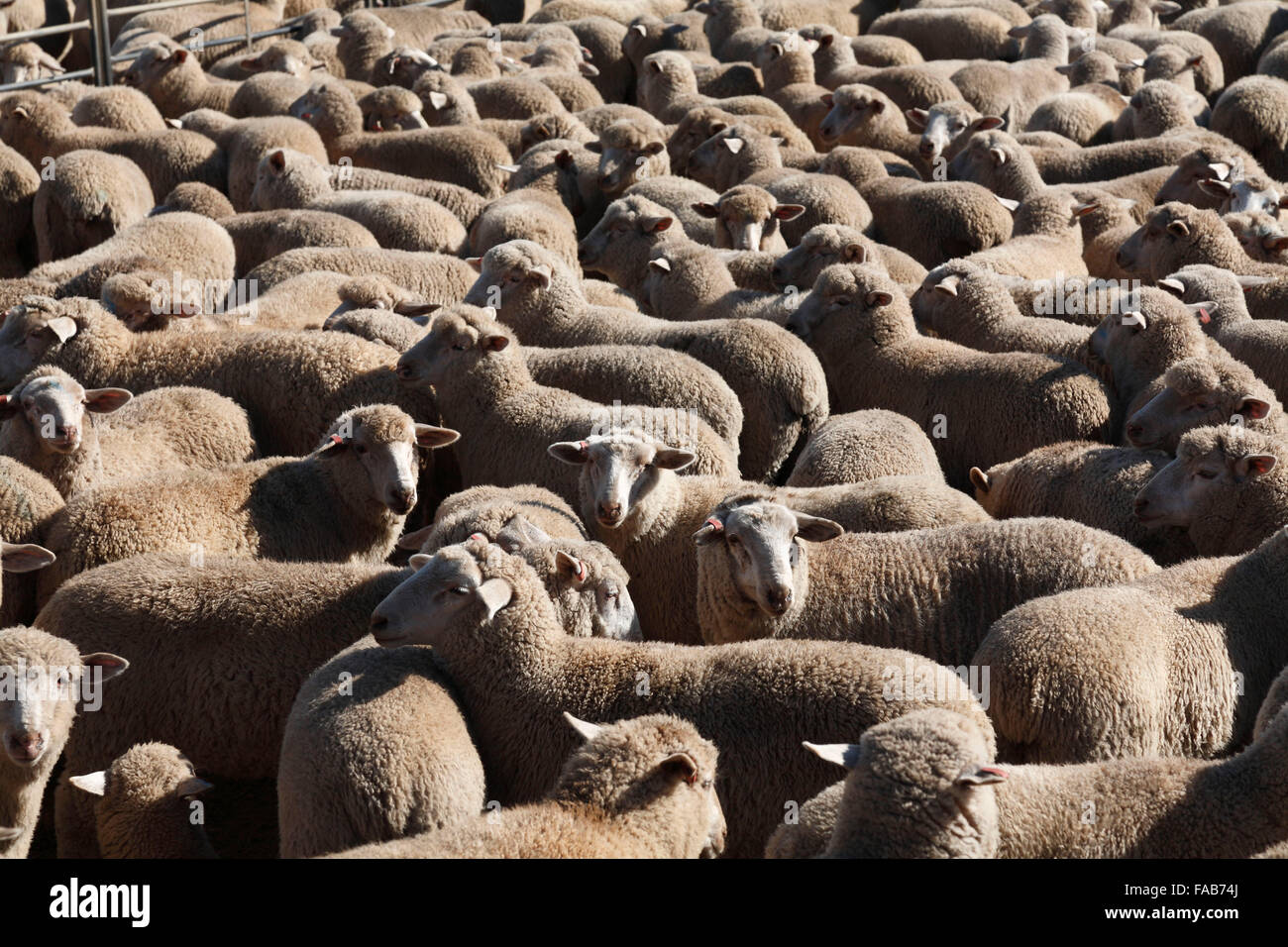 Sheep yards hi-res stock photography and images - Alamy