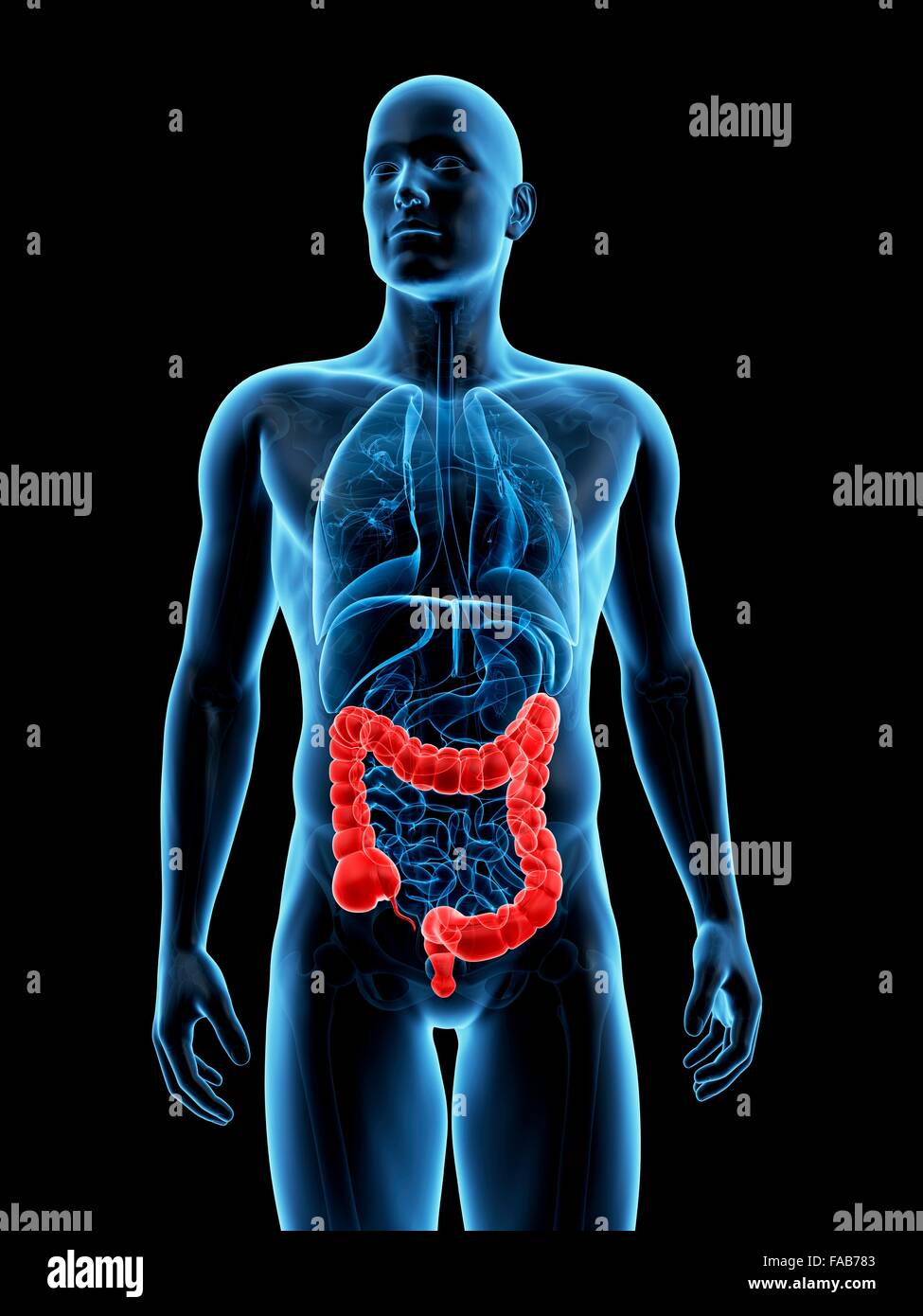 Human large intestine, computer illustration Stock Photo - Alamy