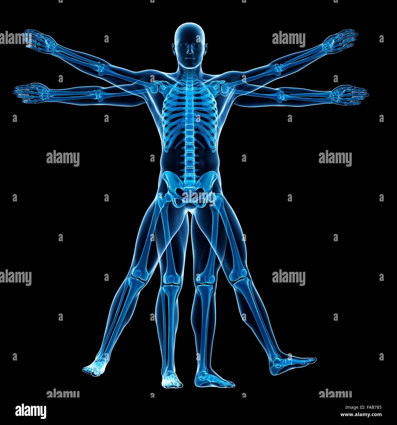 Vitruvian Man Skeleton High Resolution Stock Photography and Images - Alamy
