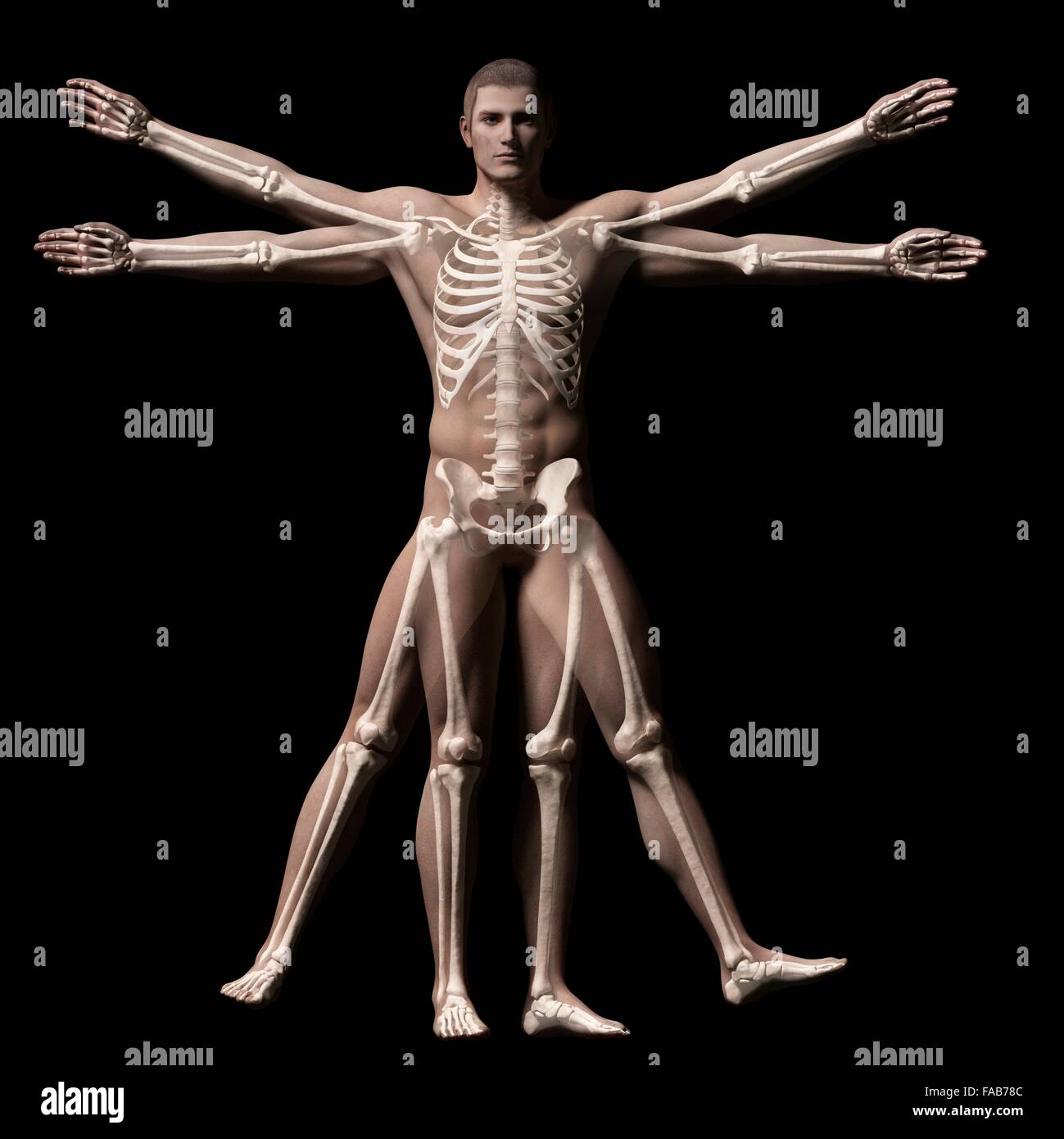 Human skeletal system (Vitruvian man), computer illustration Stock ...