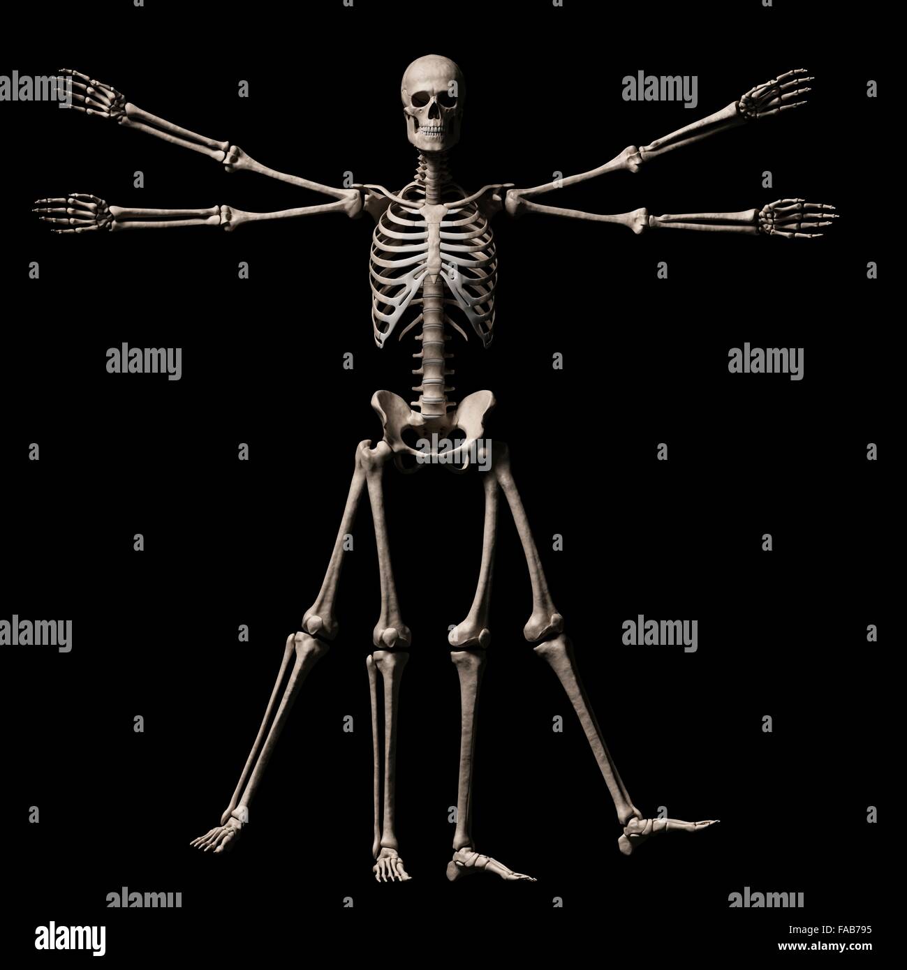Vitruvian human skeleton hi-res stock photography and images - Alamy