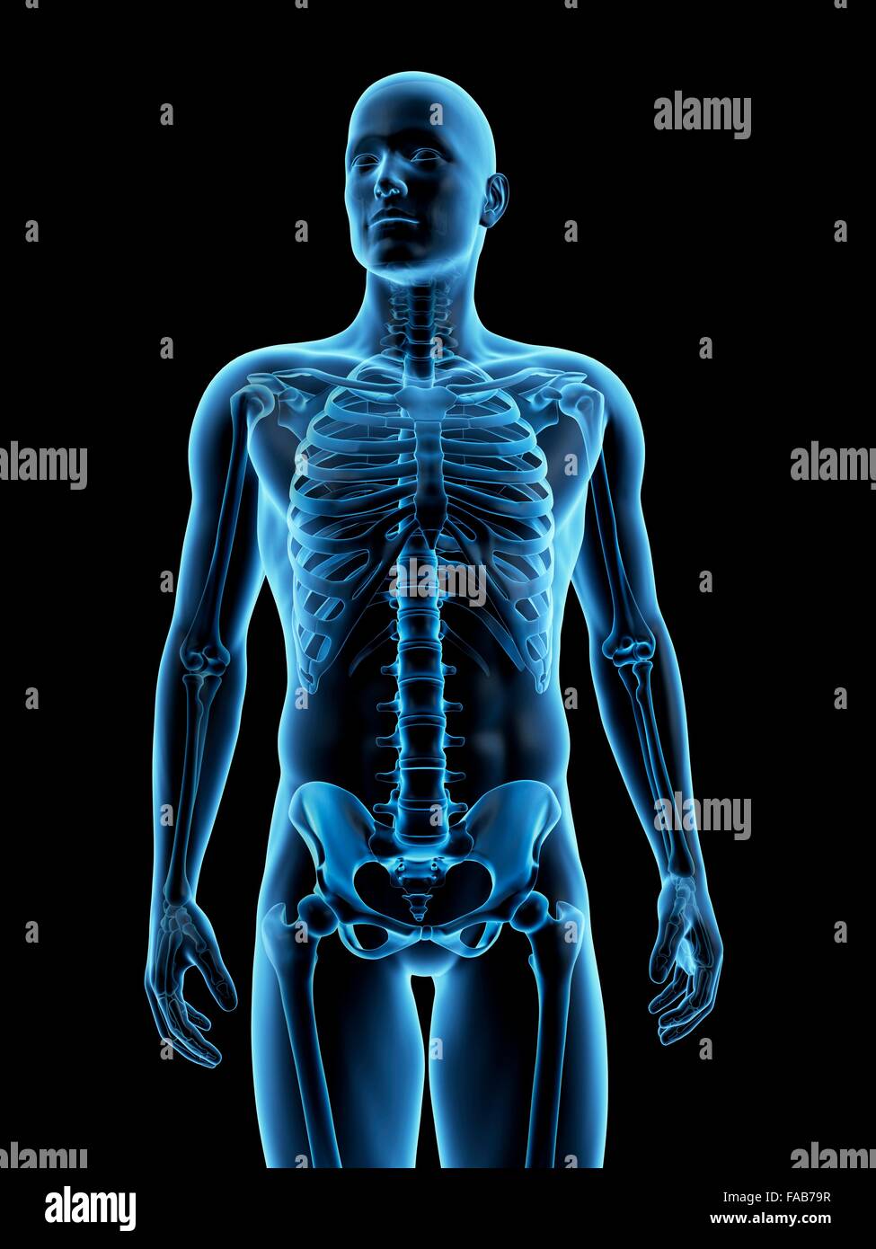 Human skeletal system, computer illustration Stock Photo - Alamy