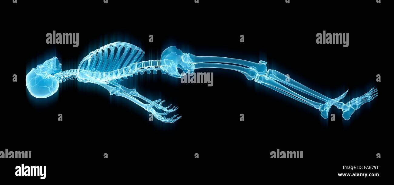 Skeletal structure, computer illustration Stock Photo - Alamy