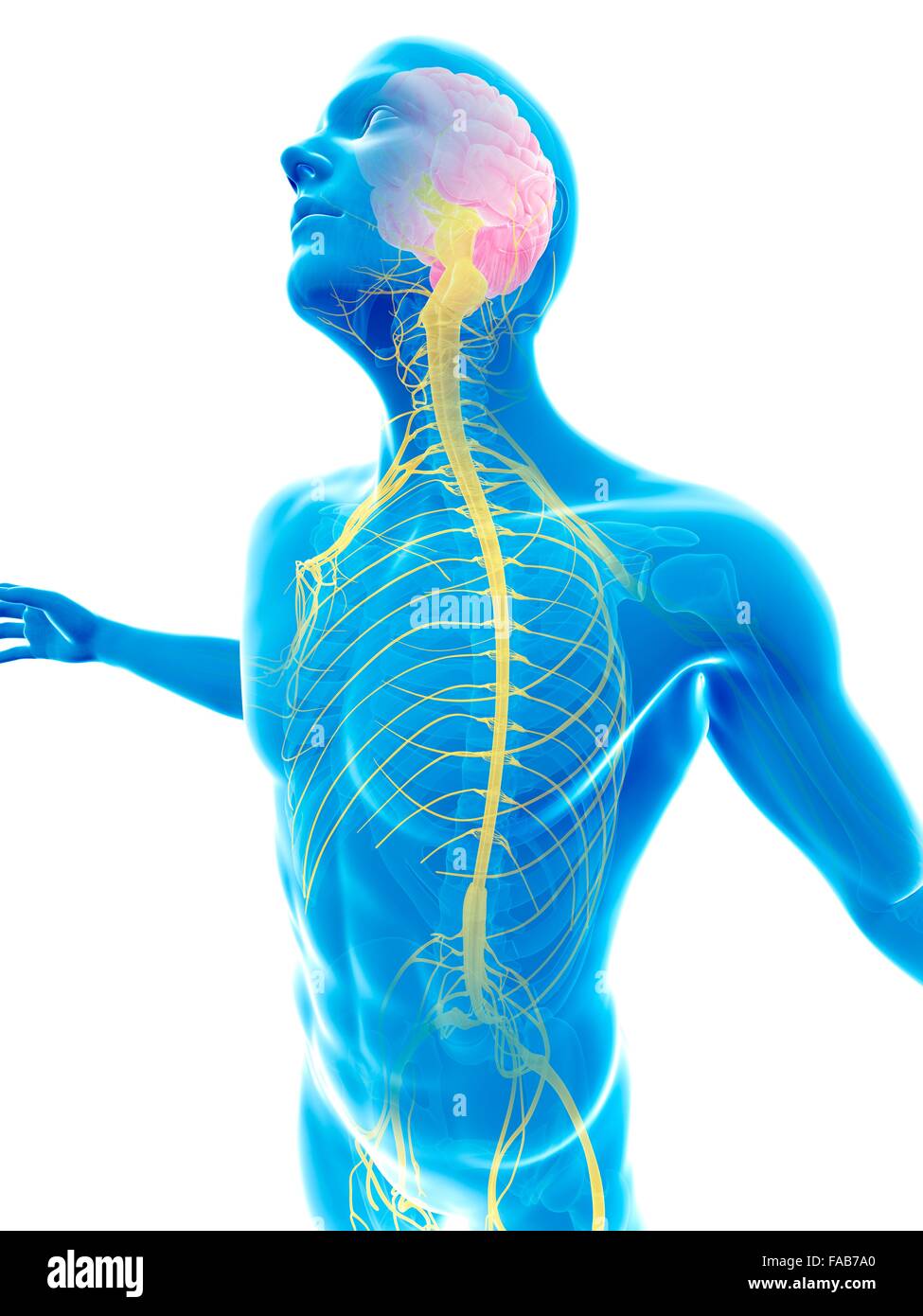 Human nervous system, computer illustration Stock Photo - Alamy