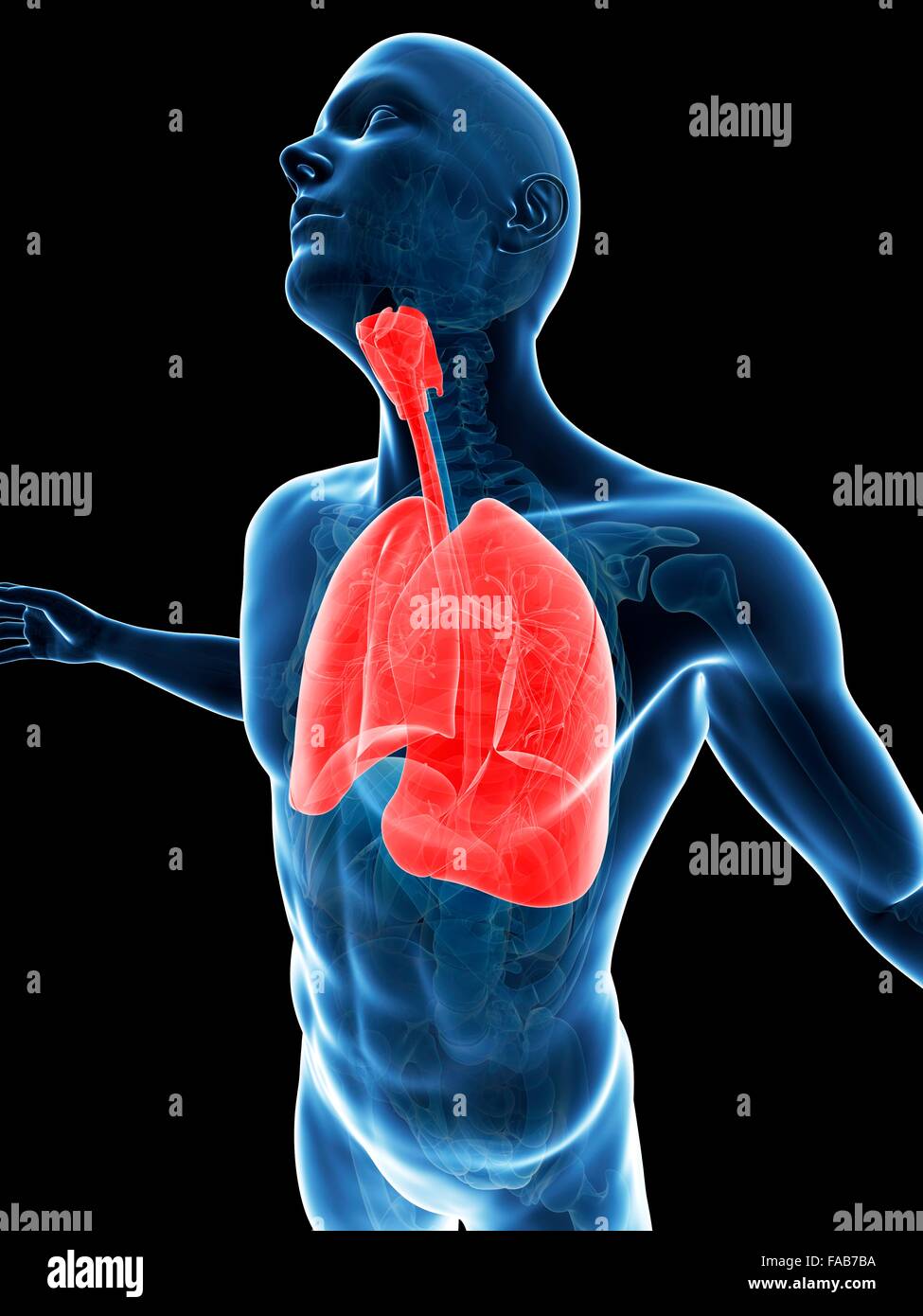 Human lungs, computer illustration Stock Photo - Alamy