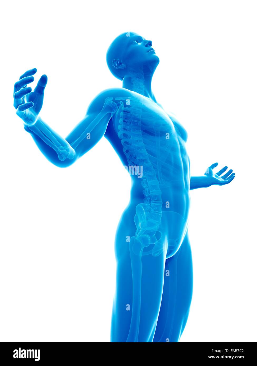 Human skeletal system, computer illustration Stock Photo - Alamy