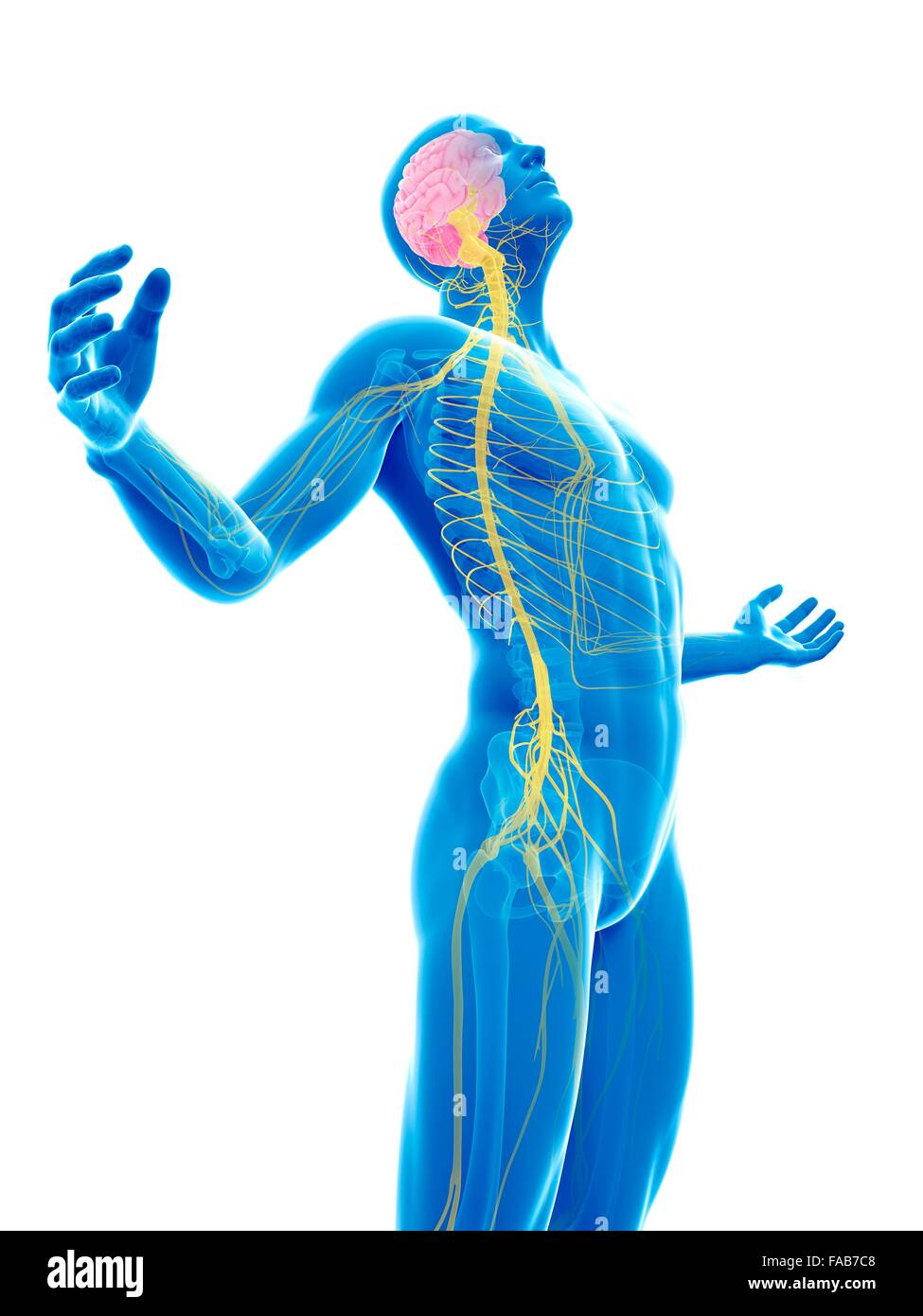 Human nervous system, computer illustration Stock Photo - Alamy