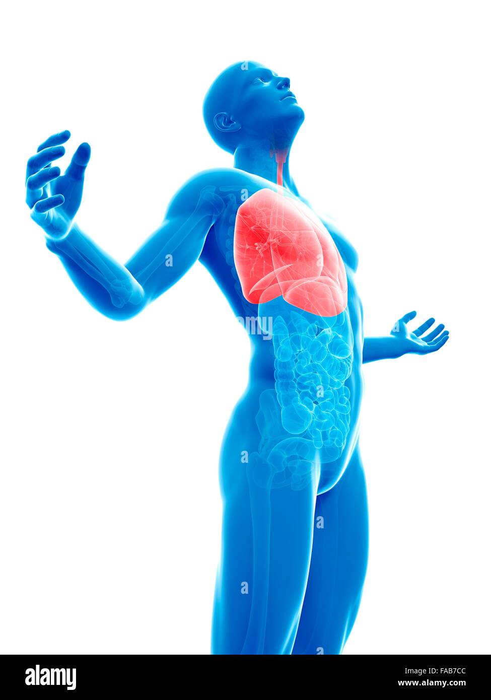 Human lungs, computer illustration Stock Photo - Alamy