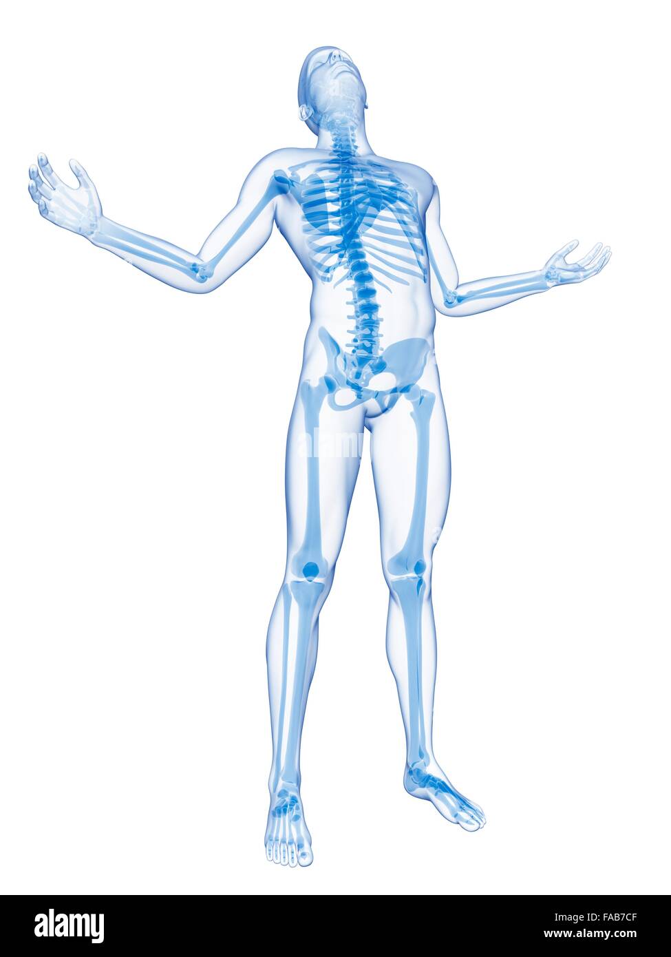 Human skeletal computer illustration Cut Out Stock Images & Pictures ...