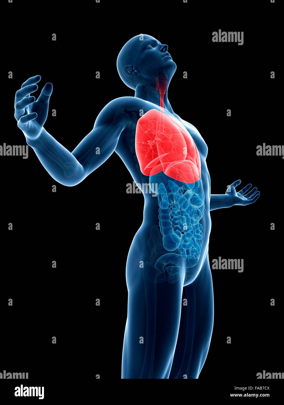 Human lungs, computer illustration Stock Photo - Alamy