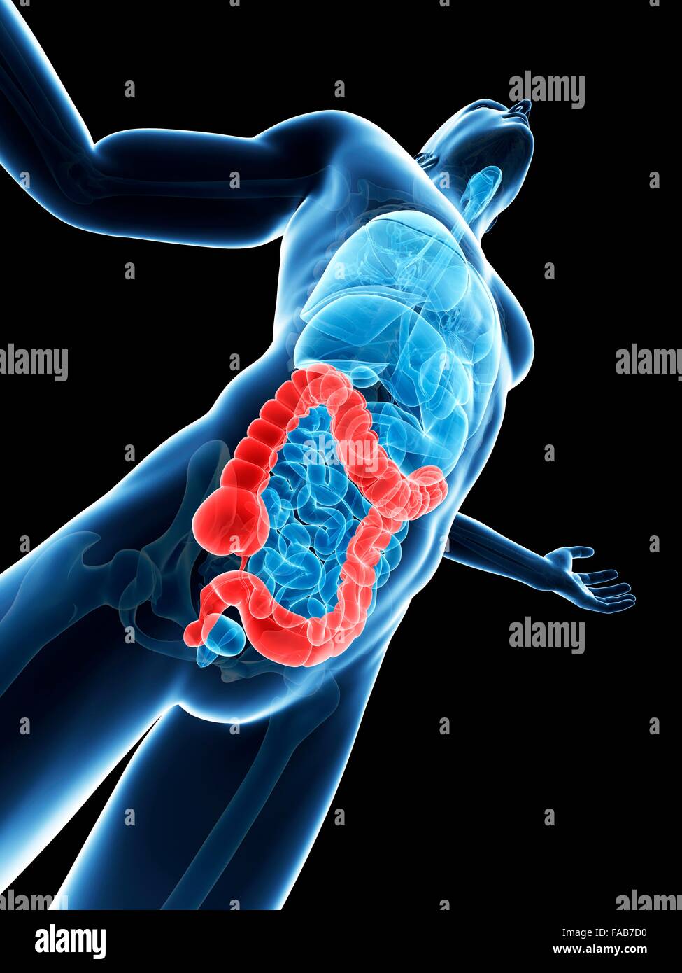 Human large intestine, computer illustration Stock Photo - Alamy