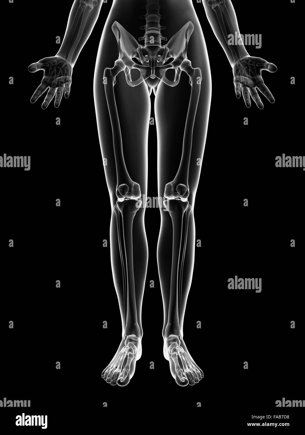 Human leg bones, computer illustration Stock Photo - Alamy