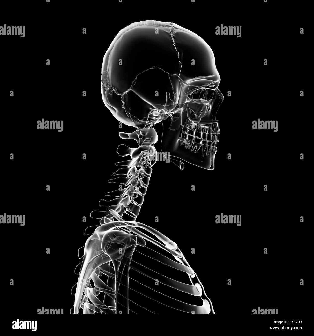 Human neck and skull, computer illustration Stock Photo - Alamy