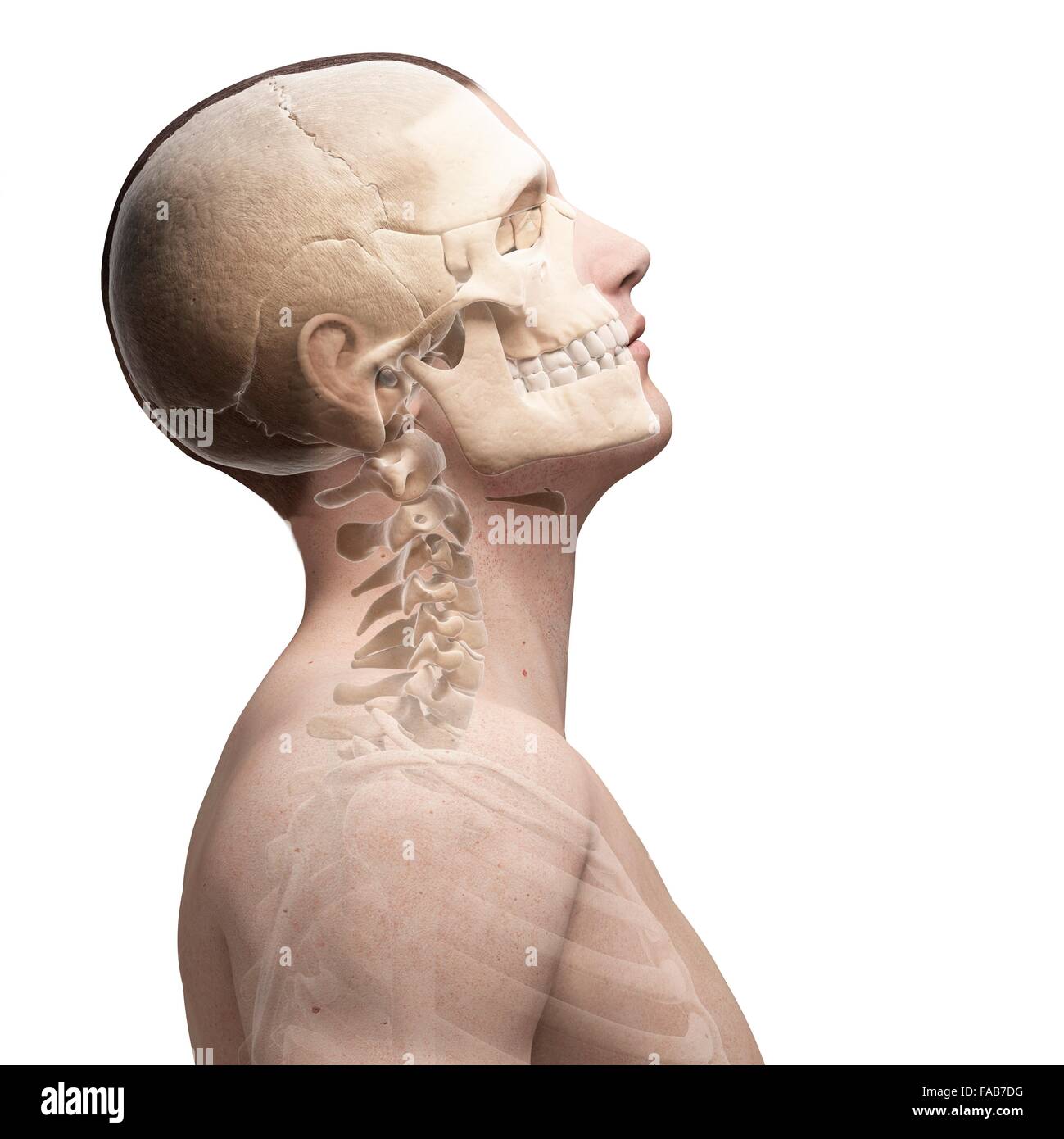 Human neck bending hi-res stock photography and images - Alamy